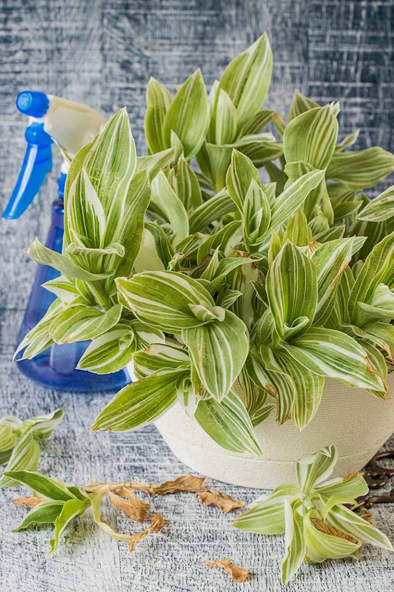 How to Grow and Care for Spiderwort (Tradescantia) | Gardener’s Path