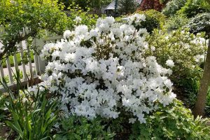How to Grow and Care for Azalea Bushes | Gardener’s Path