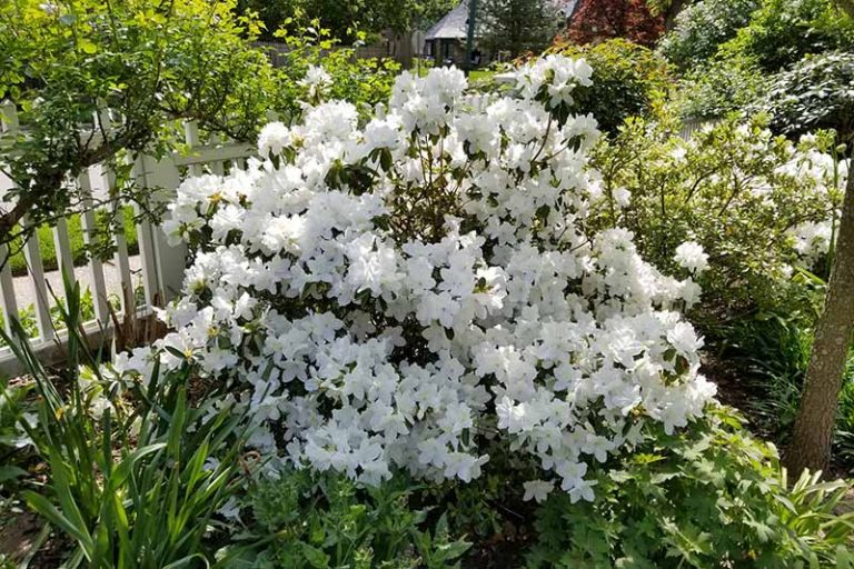 How to Grow and Care for Azalea Bushes | Gardener’s Path