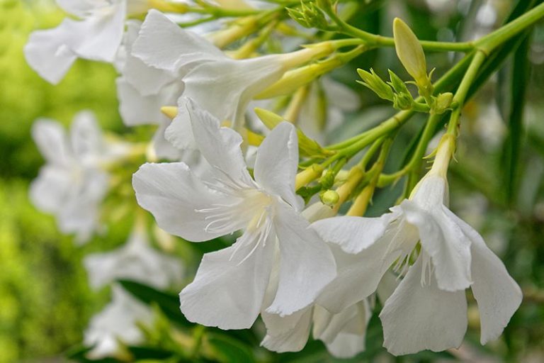 9 of the Best Oleander Varieties | Gardener’s Path