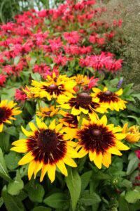 Is Bee Balm Invasive? Learn How to Control Monarda