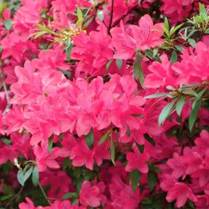 21 of the Best Azalea Varieties for Your Garden | Gardener’s Path