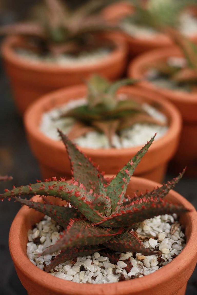 How to Grow Christmas Carol Aloe | Gardener’s Path