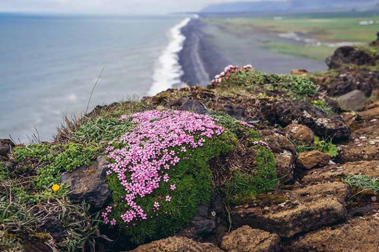 How to Grow Creeping Thyme (Thymus praecox) | Gardener’s Path