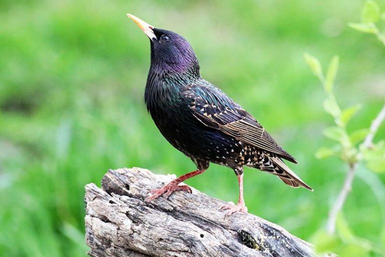 How to Protect Blueberries from Birds | Gardener’s Path