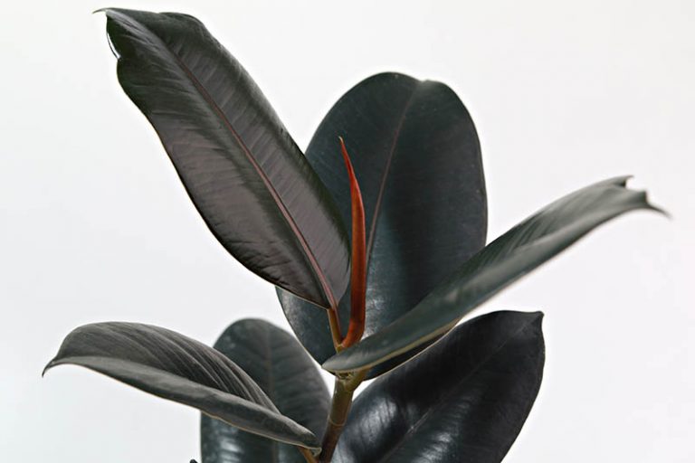 How to Grow and Care for Rubber Tree Plants (Ficus elastica)