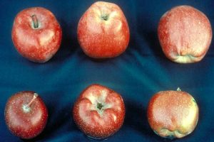 How to Identify and Treat Common Apple Diseases | Gardener's Path