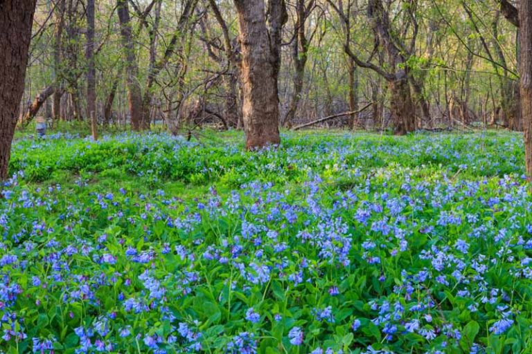 How to Plant and Grow Virginia Bluebells | Gardener’s Path