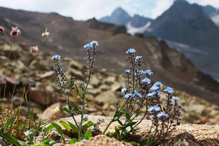How to Grow Forget-Me-Nots (Myosotis sylvatica) | Gardener’s Path
