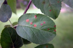 How to Identify and Treat Common Apple Diseases | Gardener's Path