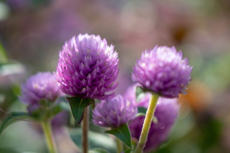 How to Plant and Grow Globe Amaranth (Gomphrena) | Gardener’s Path