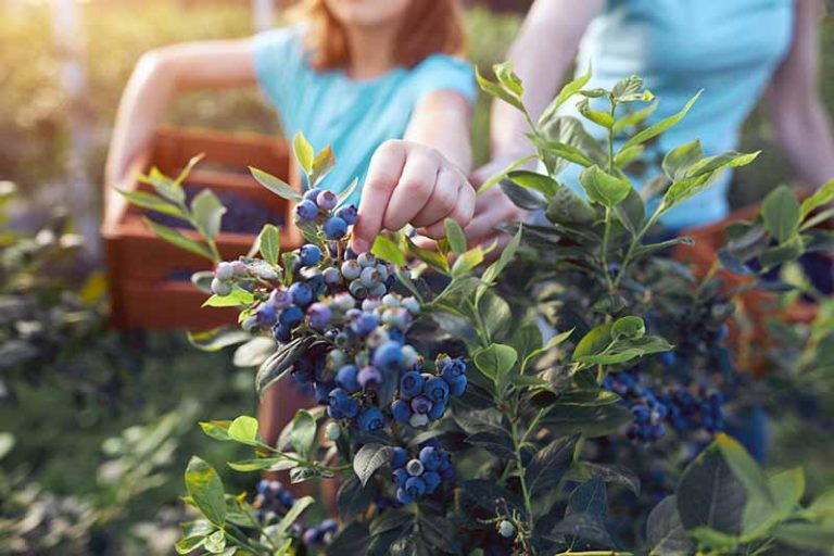 Tips for Growing Blueberries in Containers | Gardener's Path