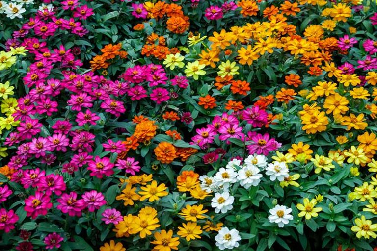 How to Grow and Care for Strawflowers | Gardener's Path