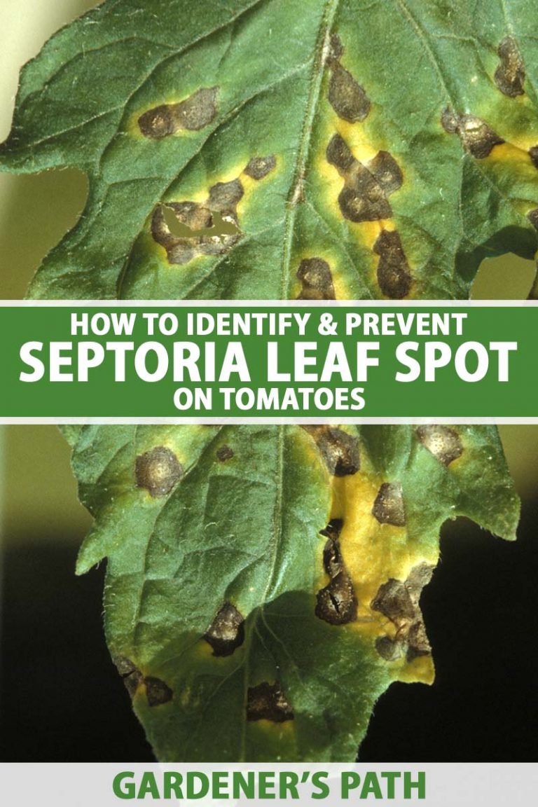 Identify and Treat Septoria Leaf Spot on Tomatoes | Gardener’s Path