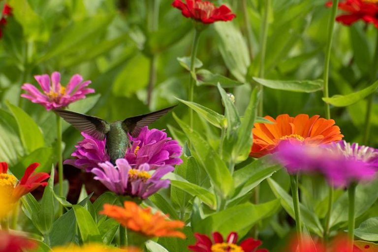 How to Plant and Grow Zinnias | Gardener’s Path