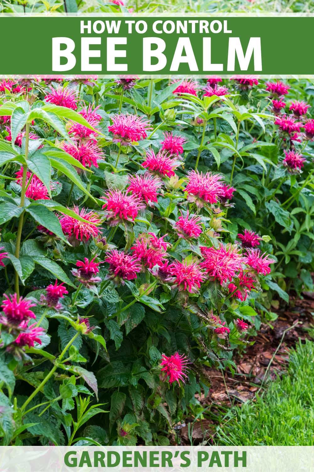 Is Bee Balm Invasive? Learn How to Control Monarda