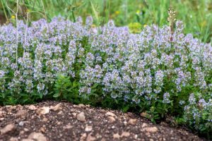 How to Grow and Care for Common Thyme | Gardener’s Path
