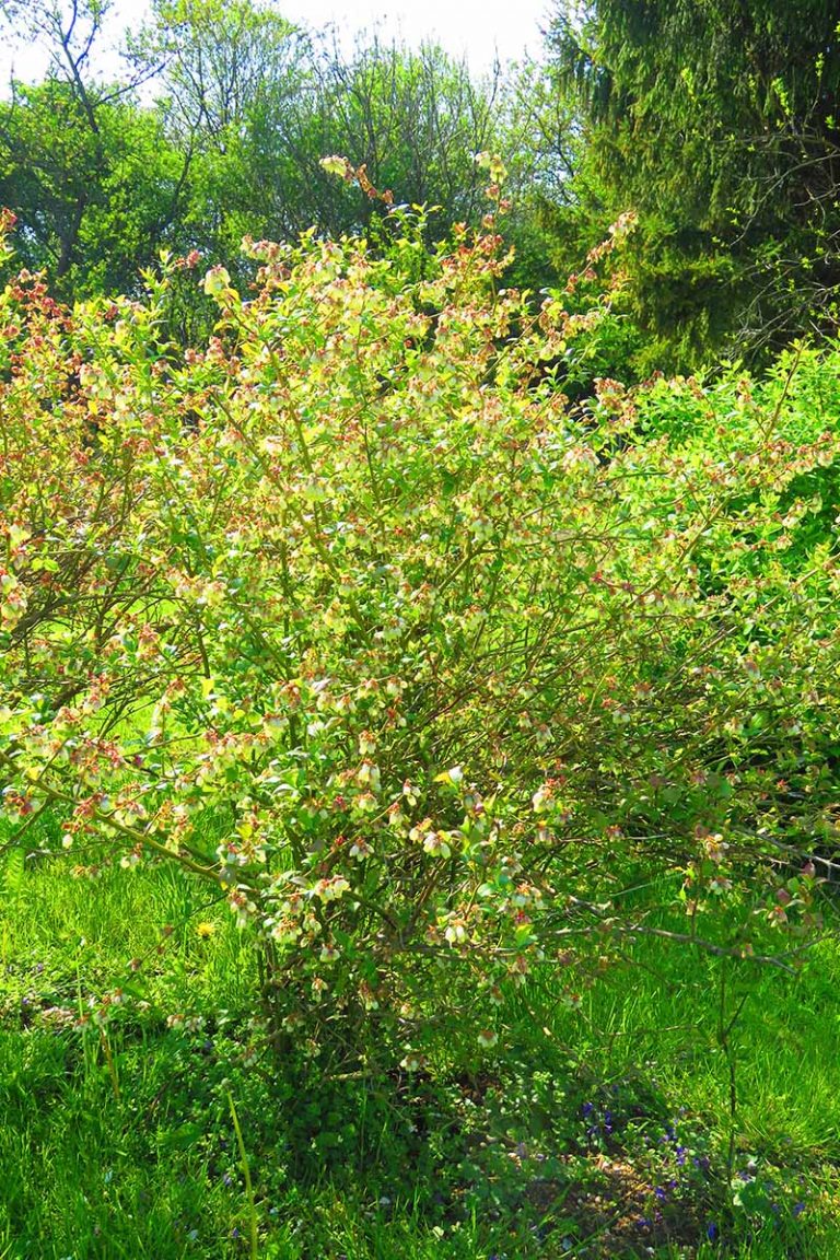 How to Grow and Care for Blueberry Bushes | Gardener’s Path