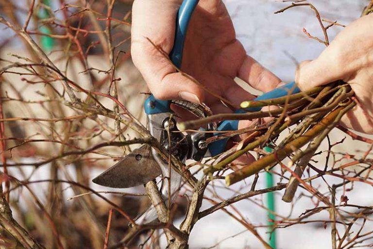 How to Grow and Care for Blueberry Bushes | Gardener’s Path