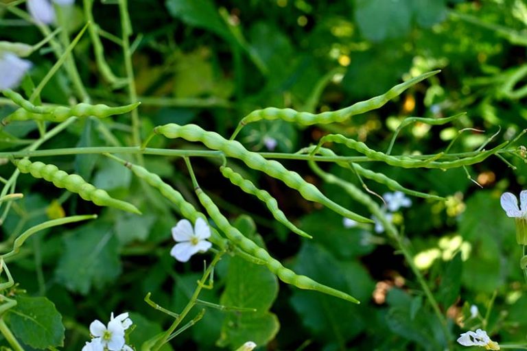 17 Unusual Fruits and Vegetables for your Garden | Gardener’s Path