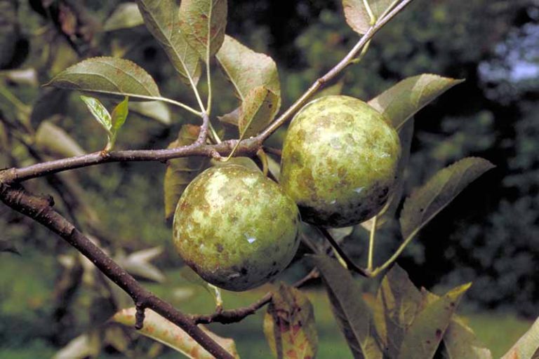 How to Identify and Treat Common Apple Diseases