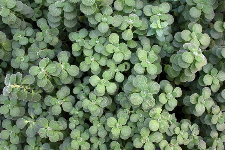 How to Grow and Care for Cuban Oregano | Gardener’s Path