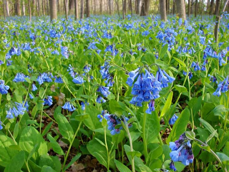 How to Plant and Grow Virginia Bluebells | Gardener’s Path