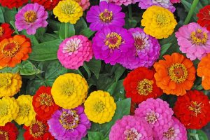 How to Plant and Grow Zinnias | Gardener’s Path