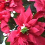 How to Grow and Care for Poinsettia Plants | Gardener’s Path