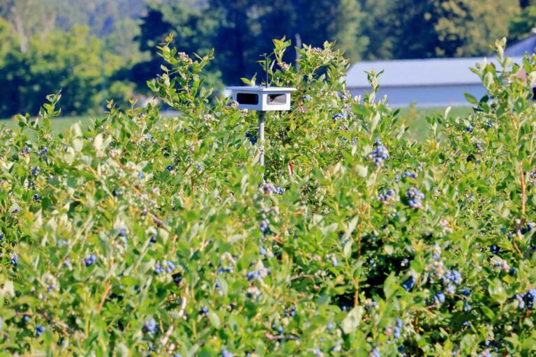 How to Protect Blueberries from Birds | Gardener’s Path