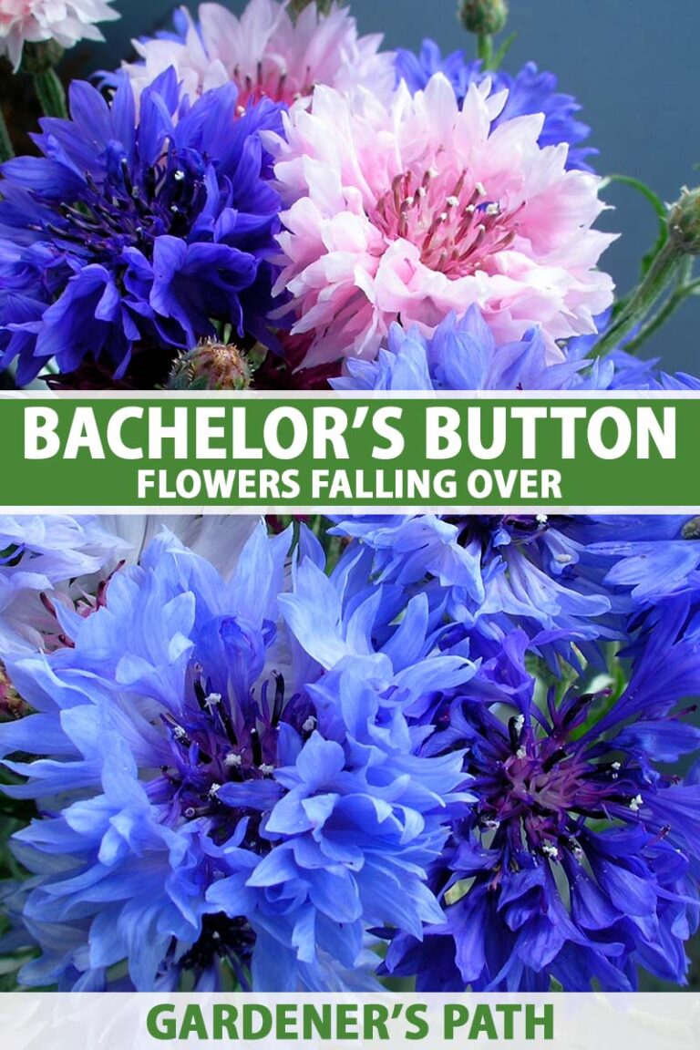 Why Are My Bachelor’s Buttons Falling Over? | Gardener’s Path