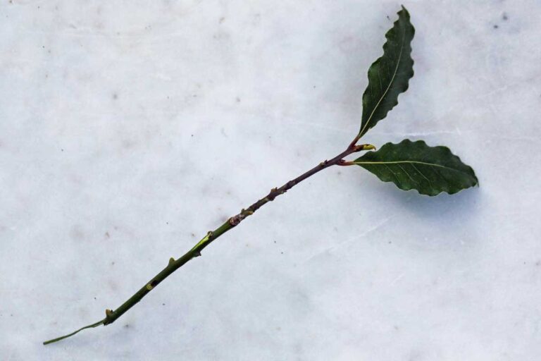 How to Propagate Bay Laurel from Cuttings | Gardener’s Path