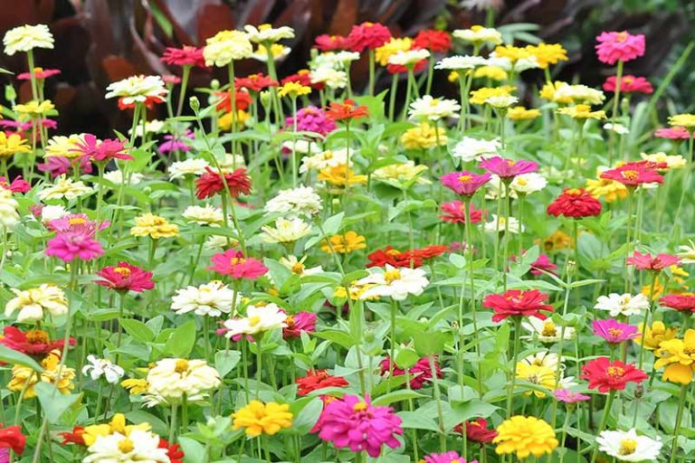 15 of the Best Zinnia Varieties | Gardener’s Path