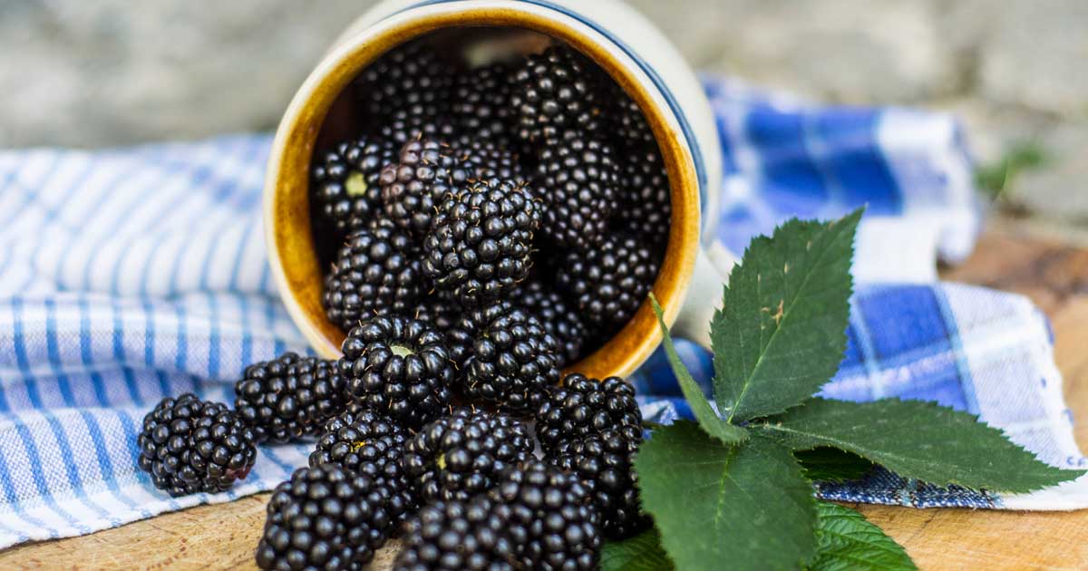 Boysenberry Growing Guides, Tips, and Information