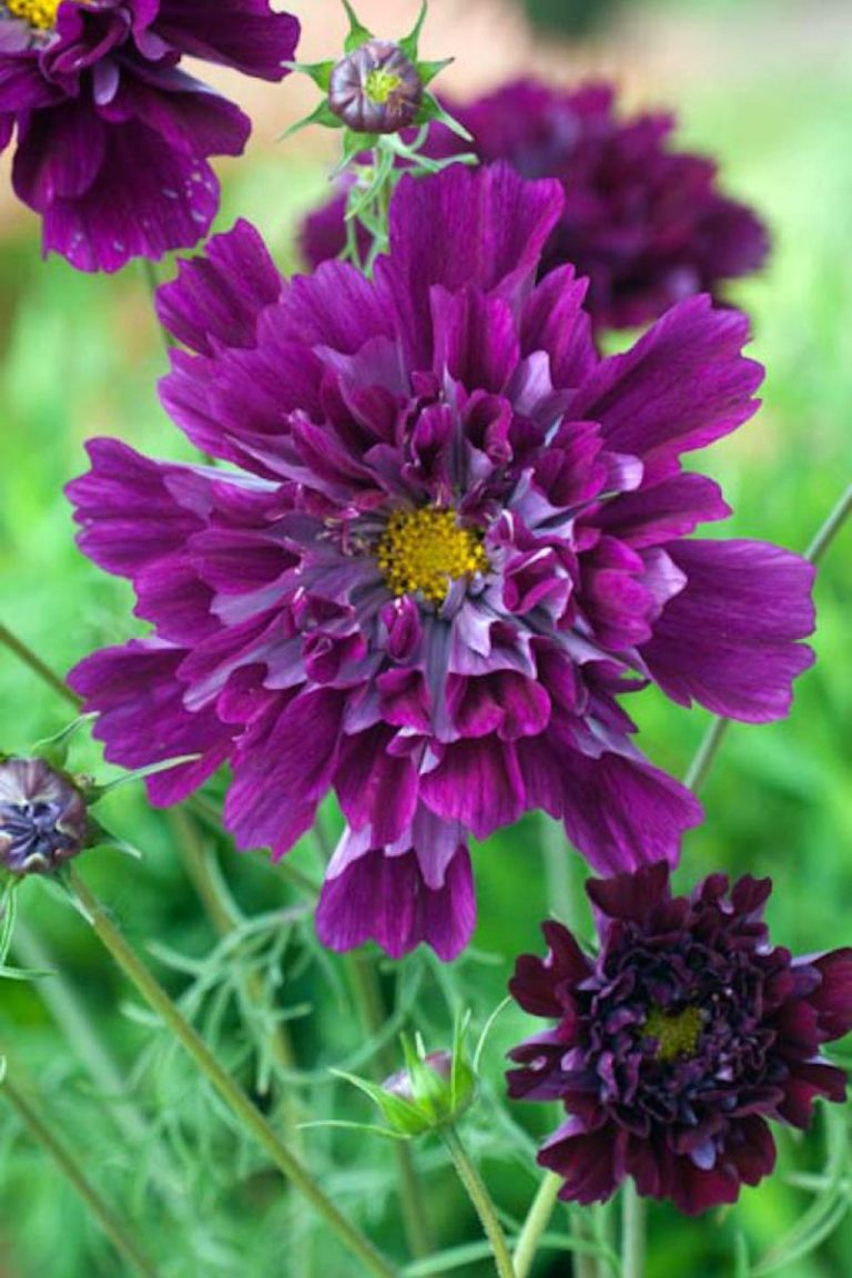 25 of the Best Cosmos Flower Cultivars for Your Yard