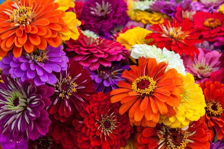Zinnia Flower Growing Guides, Tips, and Information | Gardener's Path