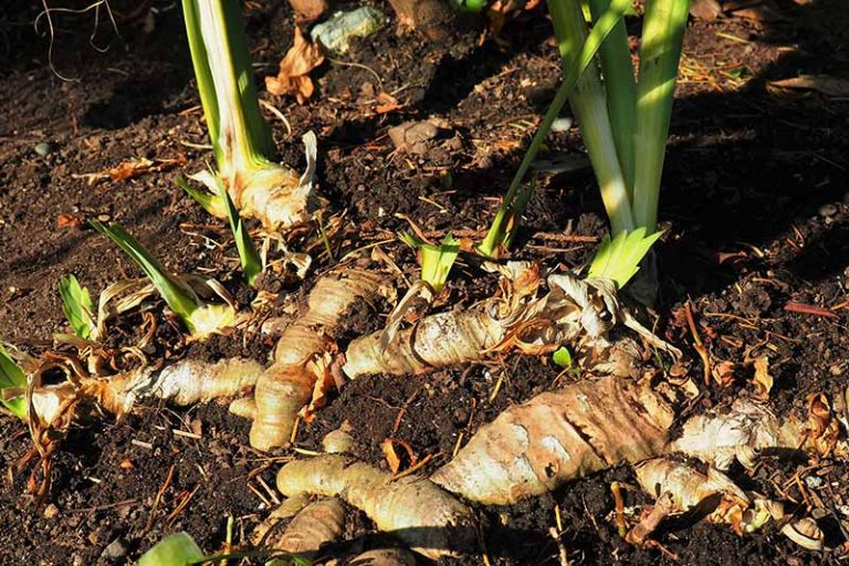 How to Plant and Grow Iris Flowers | Gardener’s Path