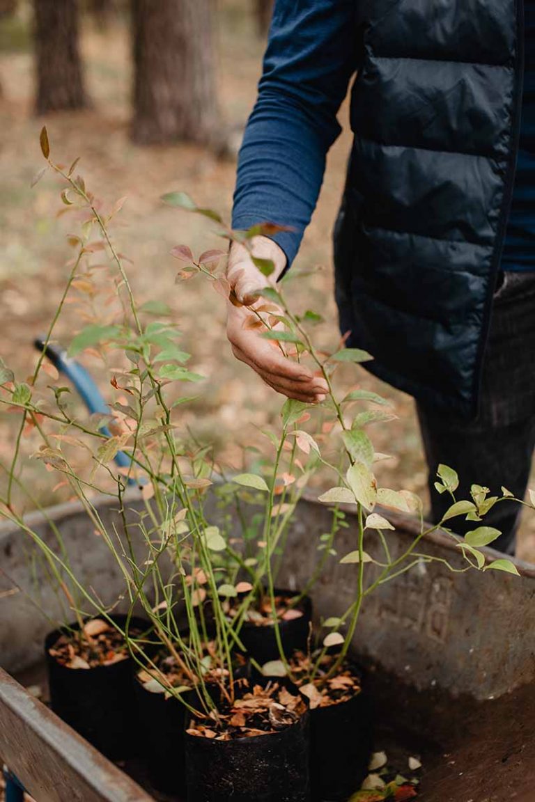 How to Propagate Blueberry Bushes | Gardener’s Path
