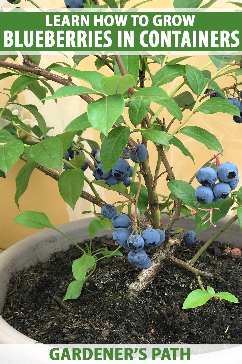 Learn How to Grow Blueberries in Pots and Containers