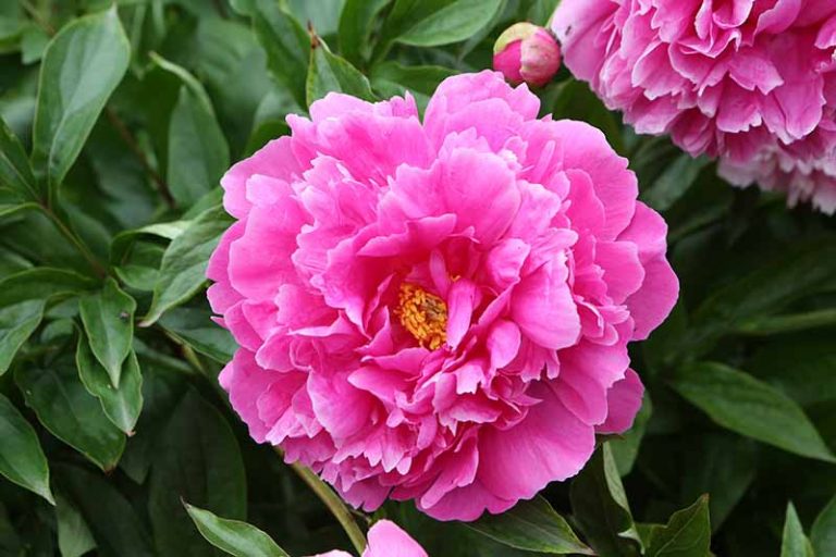 How to Grow and Care for Aster Flowers | Gardener’s Path