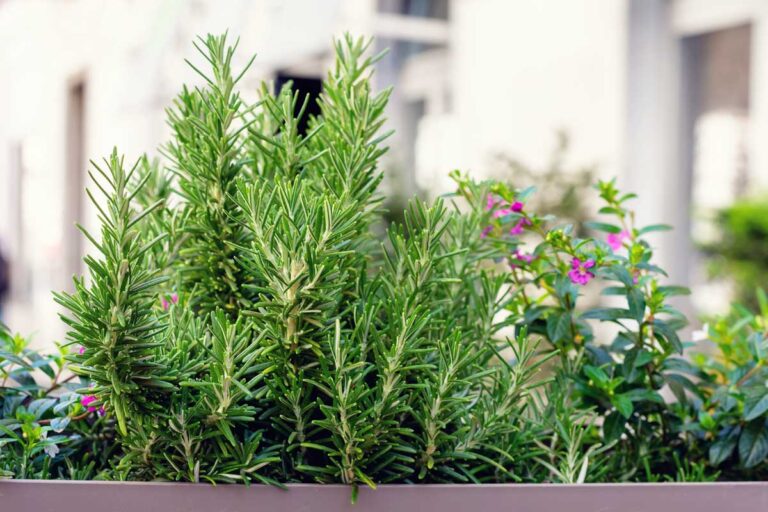 How to Grow Rosemary in Pots and Containers | Gardener’s Path