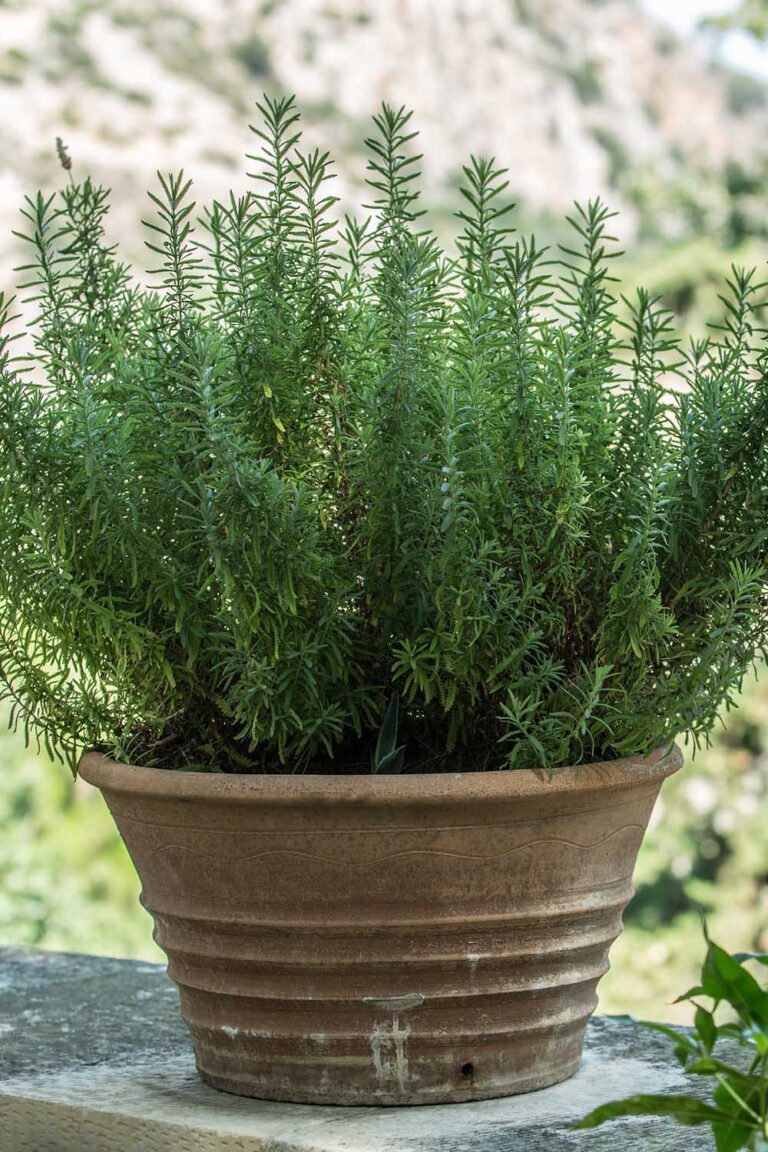How to Grow Rosemary in Pots and Containers | Gardener’s Path