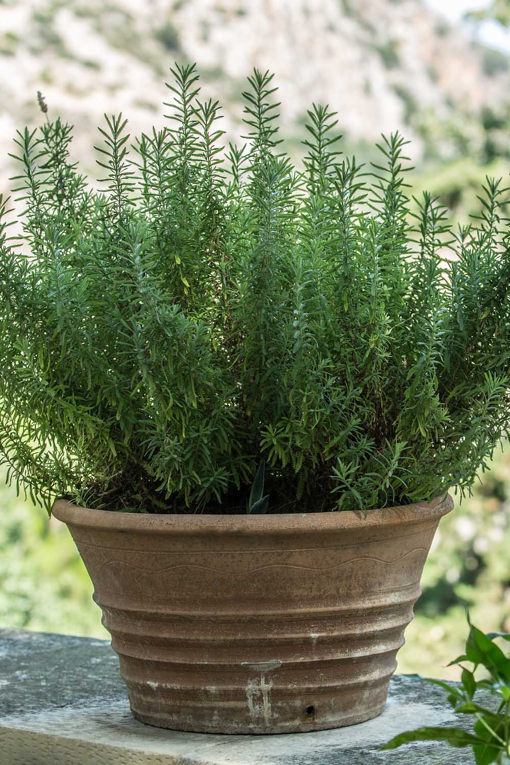Comment cultiver le romarin dans des pots et des conteneurs - Brico Jardin