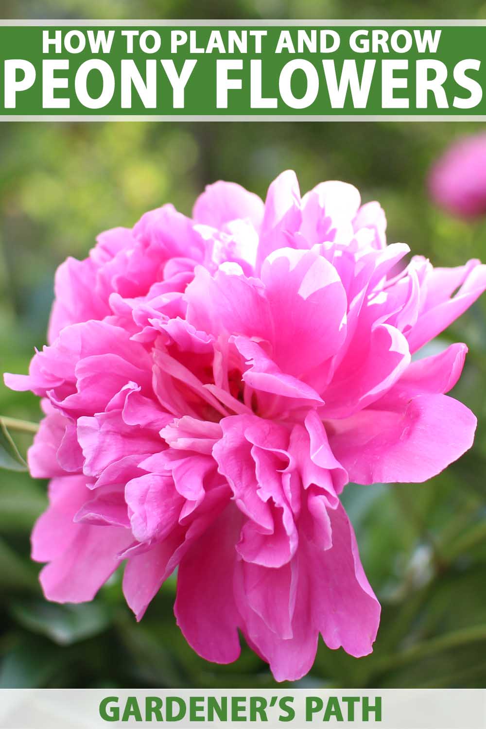 How to Plant, Grow, and Care for the Classic Perennial Peony