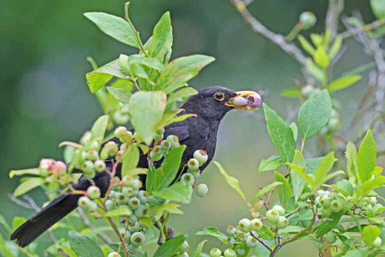How to Protect Blueberries from Birds | Gardener’s Path