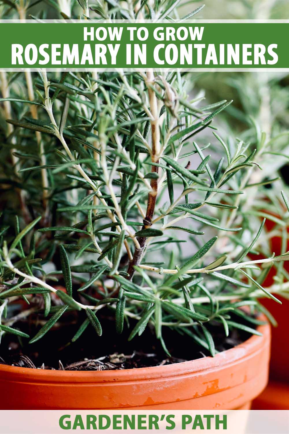 How to Grow Rosemary in Pots and Containers | Gardener’s Path