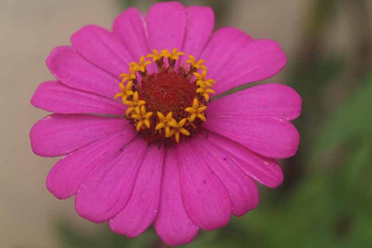 A Guide to the Different Types of Zinnias | Gardener’s Path