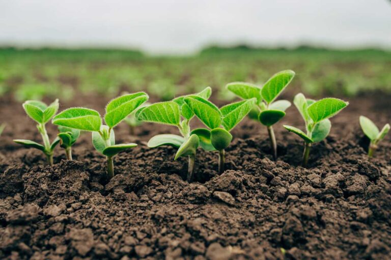 Plant Nutrients: What They Need and When They Need It