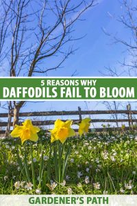 5 Reasons Why Your Daffodils Aren’t Flowering | Gardener’s Path