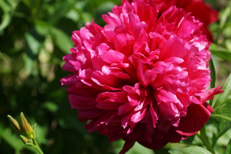 What Are the Different Types of Peony Flowers? | Gardener’s Path